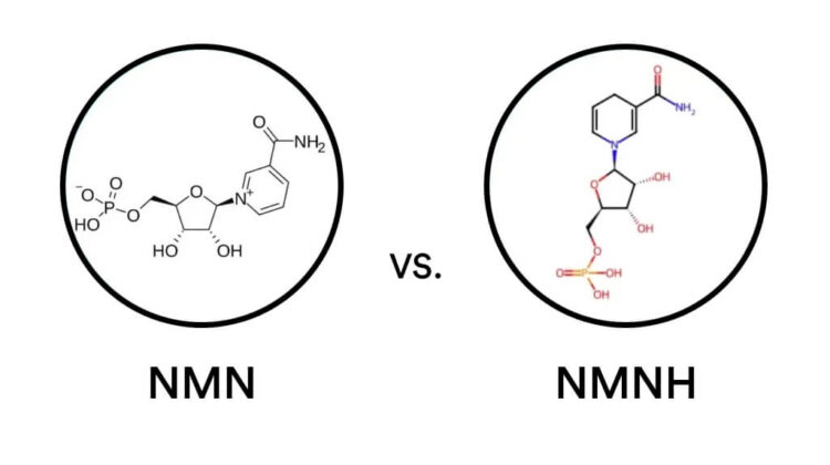 NMN vs NMNH: Uncover the Differences